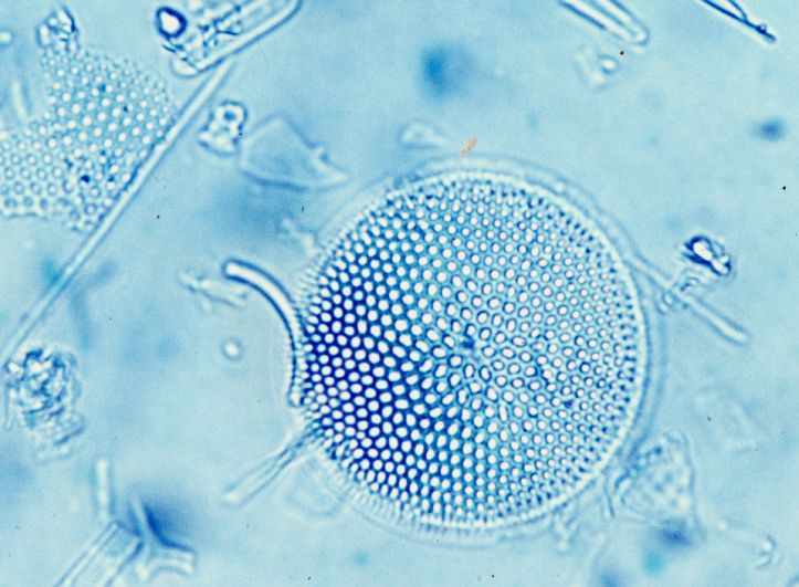 Diatomeas - Diatomeas Aragón